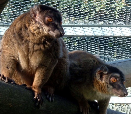 UBtheNEWS: Lemurs to Human research page – Urantia Book Study Aids